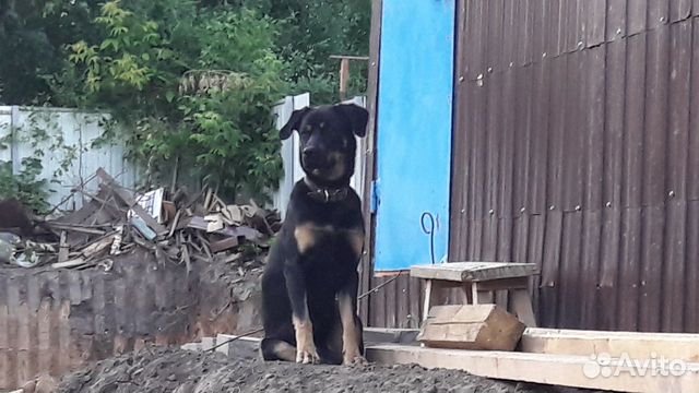 Отдадим в заботливые руки
