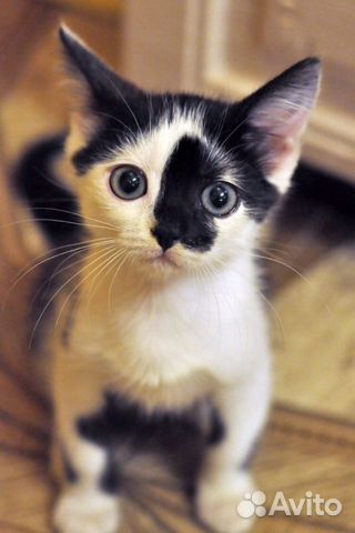 Ален Делон Жизнь со звездой