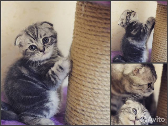 Шотландская