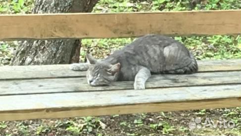 В дар серый ласковый котенок - тигренок