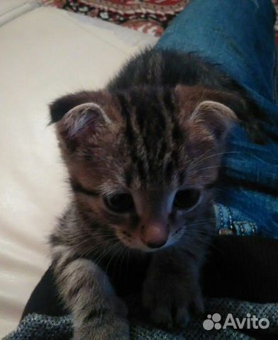 Веслоухий котенок