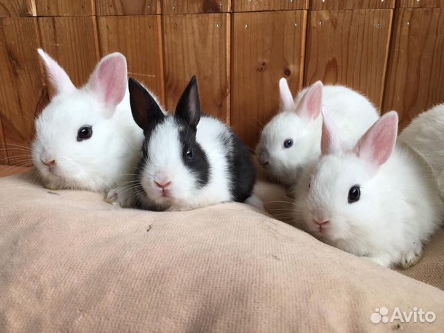 Кролики разных пород