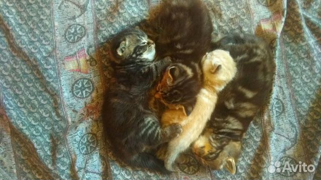 Шотландские котята