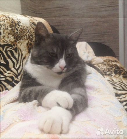 Кот Тимоша