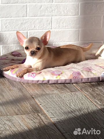 Мини Девочка чихуахуа