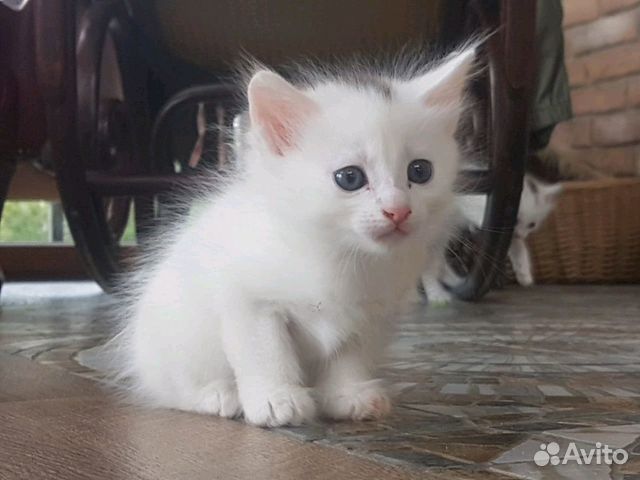 Ангоркий котенок белый 1,5мес