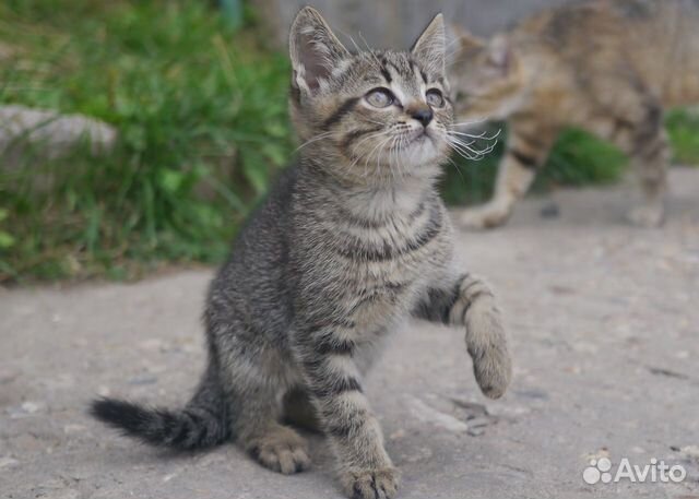 Котенок мальчик. Привезем по Москве и мо