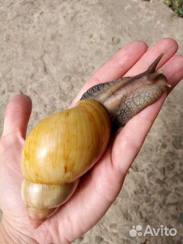 Улитки Ахатина Фулика