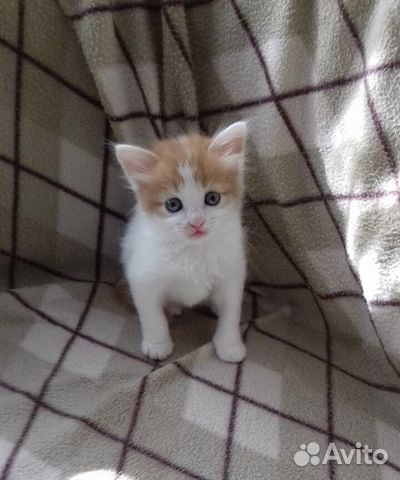 Котёнок