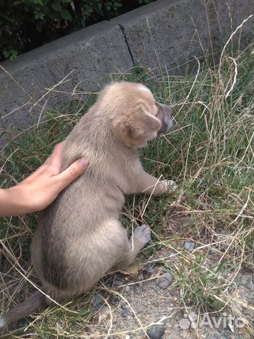 Щенок ищет своих хозяев Помогите малышу найти свой
