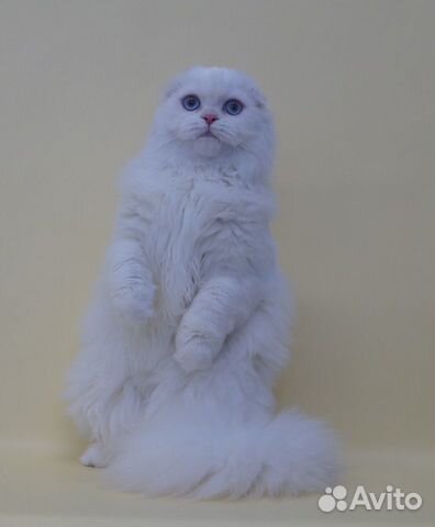 Голубоглазый шотландский котенок