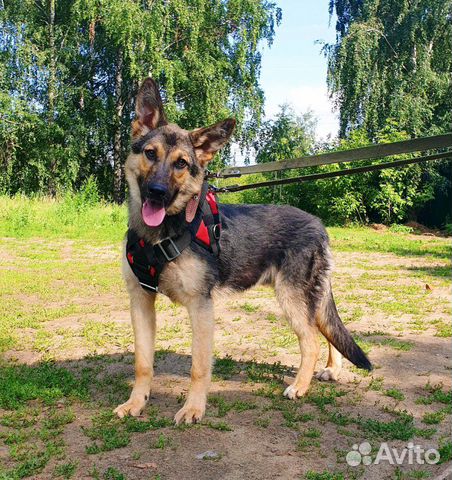 Метис овчарки Люк ищет дом