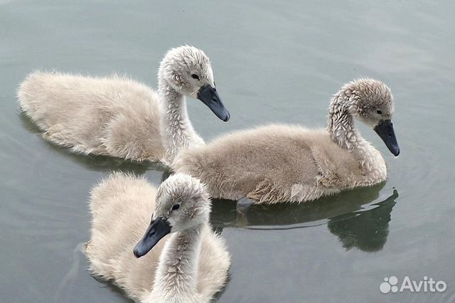 Лебеди