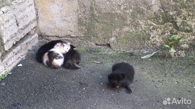 Котята дворовые