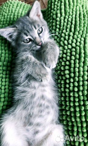 Котеночек Тимочка