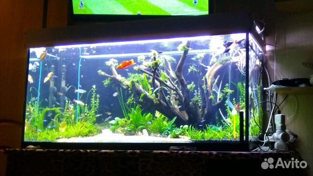 Аквариум - 264л