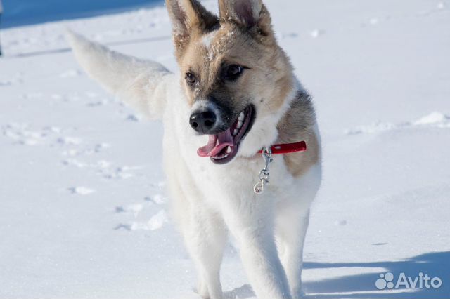 Собака. Метис гончей и дворняги