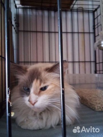 Красавица кошка Урсула 1,5 года