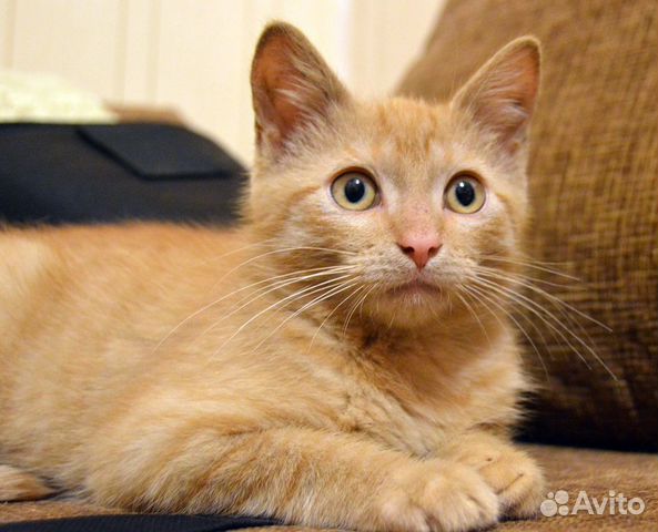 Котенок Моня в добрые руки