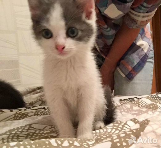 Котенок Девочка бело-серая, 2 месяца. Крошка ласко