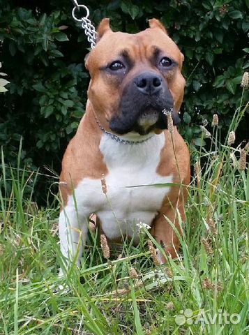 Американского Булли подросток