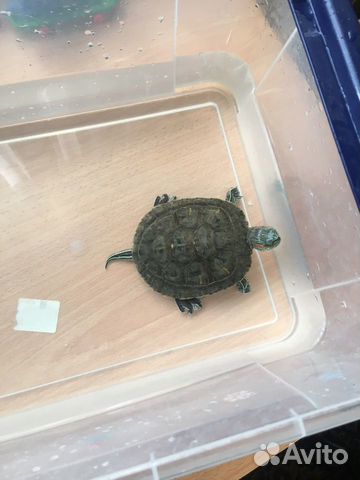 Водяная черепаха