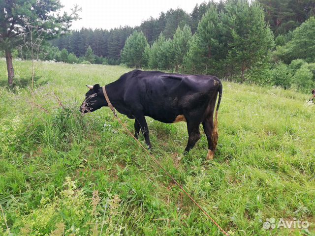 Продам корову