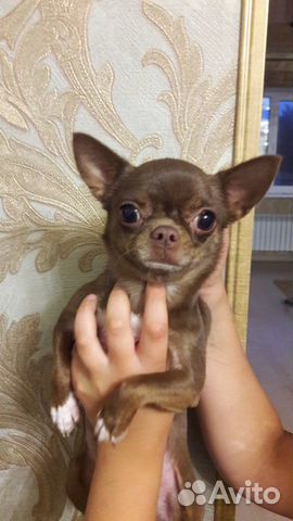 Продается девочка чихуахуа