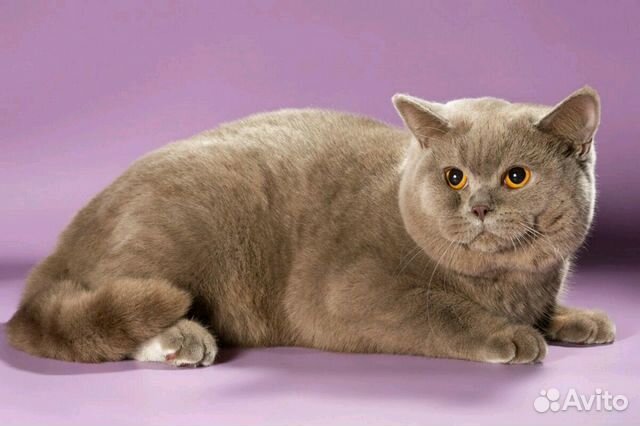 Приглашение на вязку