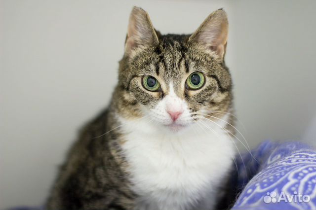 Кошечка Маша в поиске дома