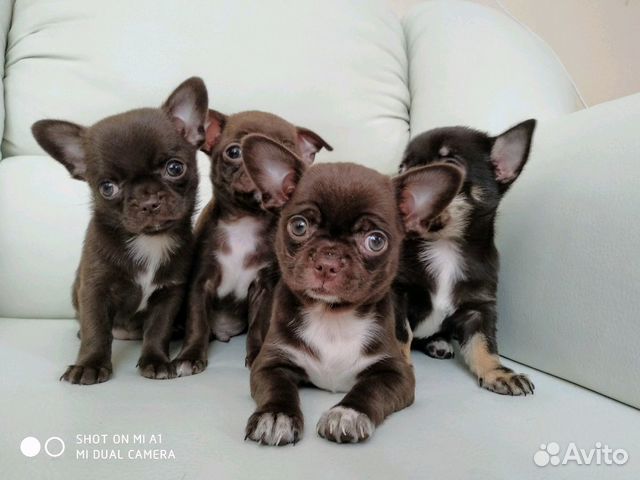 Девочка Чихуахуа