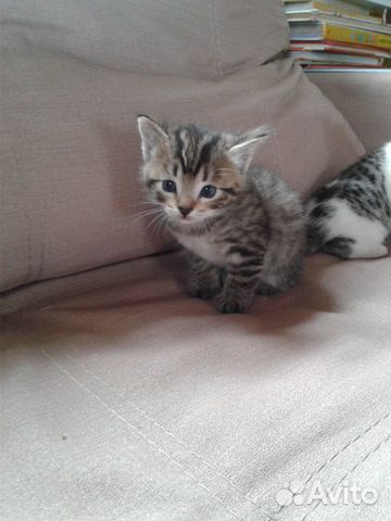 Полосатый котенок