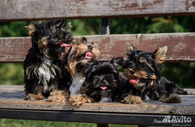 Очаровательный йоркширский терьер