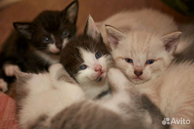 Котята