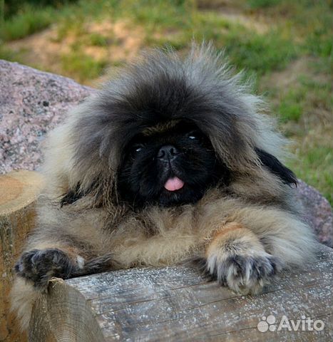 Пекинес щенок (кобель)