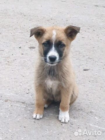 Пандочка ищет дом