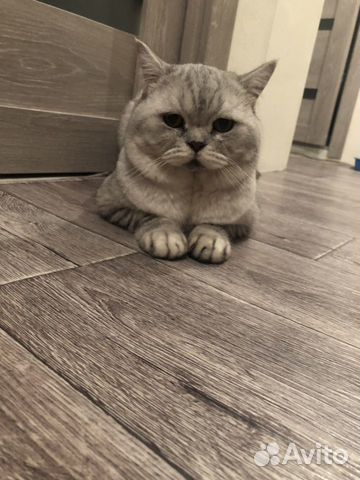 Кот ждёт кошечку для вязки