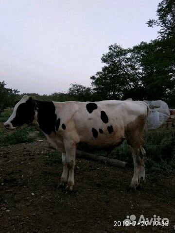 Бычки 3шт