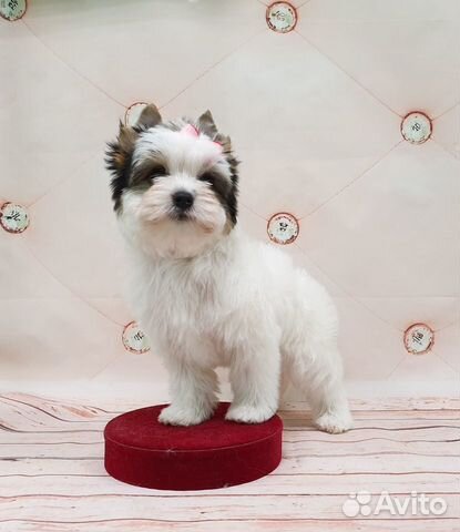 Мальчик Мартин