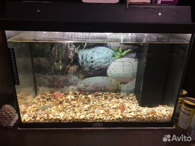 Аквариум juwel 60л со всеми причиндалами