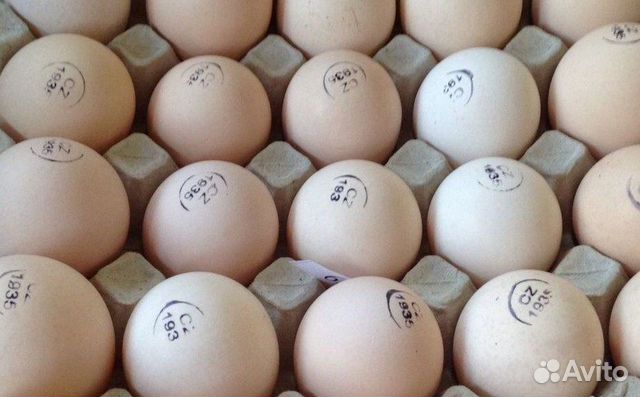 Инкубационное Яйцо в розницу и оптом