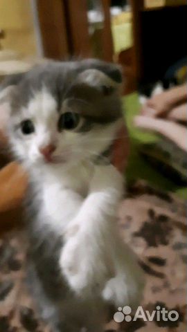 Котята полукровки
