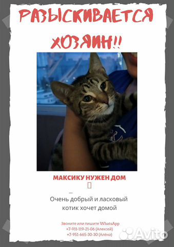 Котенок Максик ищет дом