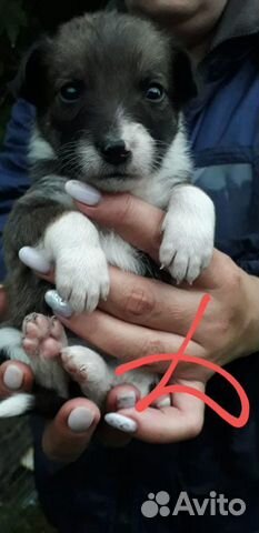 Малыши ищут дом