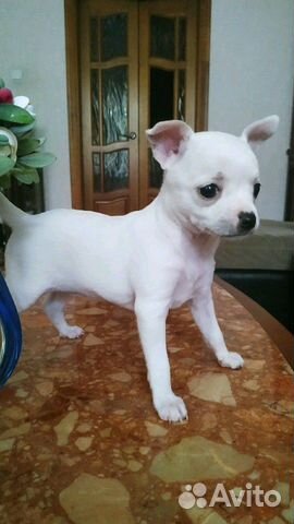 Щенок Чихуахуа