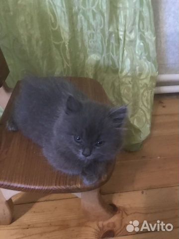 Котенок от шотландской вислоухой кошки