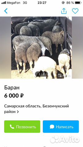 Бараны овцы