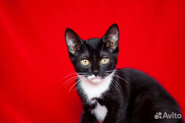 Кошка Римма, 7 месяцев