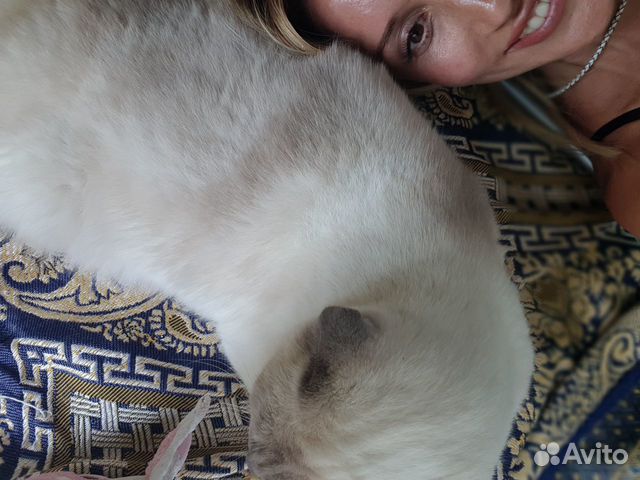 Котик шотландская вислоухая