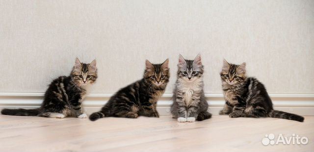 Сибирские котята